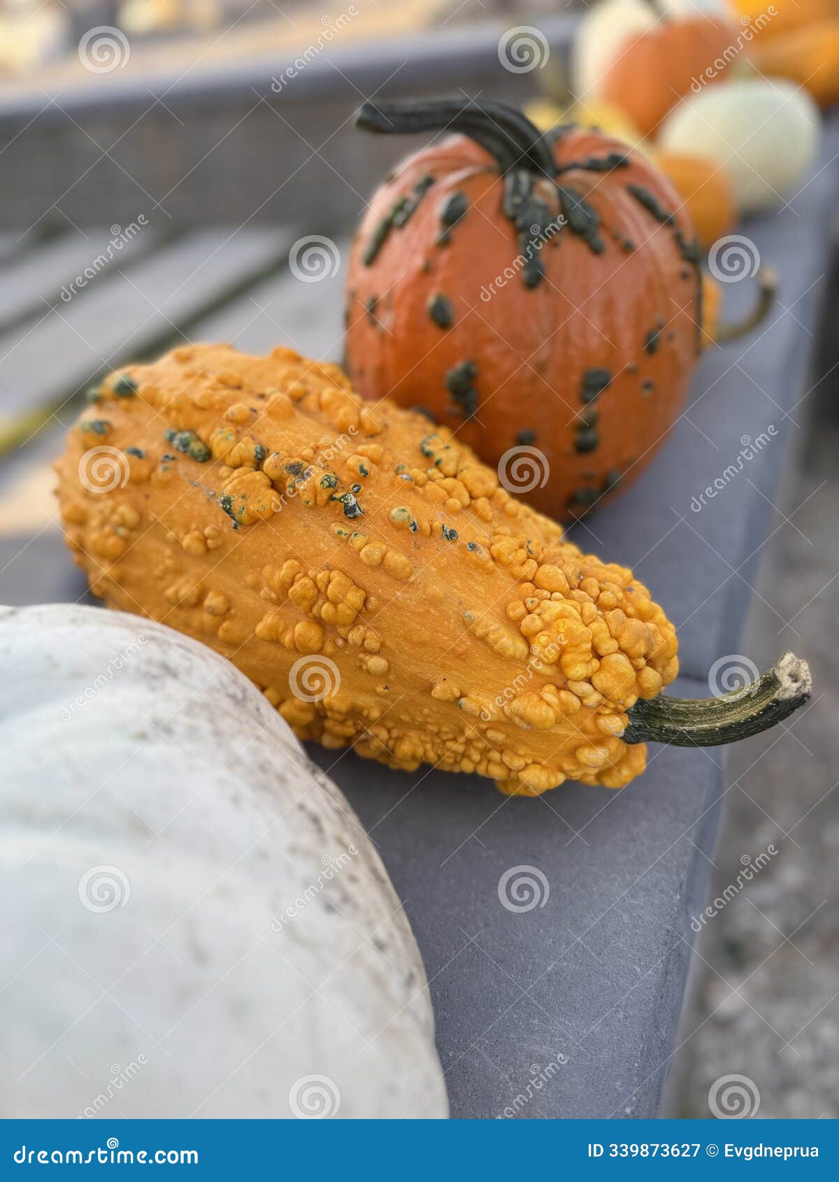 Different Types of Decorative Pumpkins with Bumpy Texture, Bright ...
