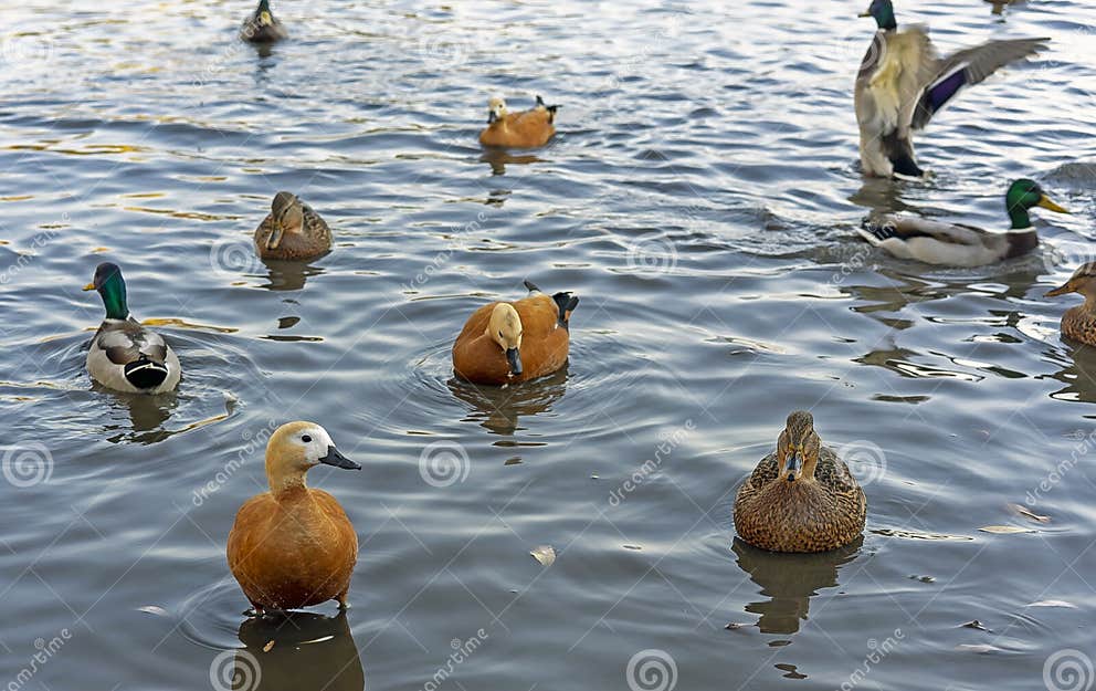 Different Types of Ducks in the Pond of the City Park Stock Image ...