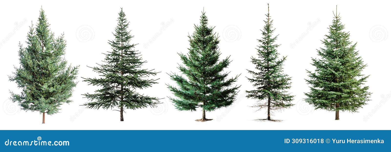Different Types of Evergreen Trees Lined Up in a Row on a White ...