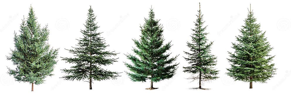 Different Types of Evergreen Trees Lined Up in a Row on a White ...