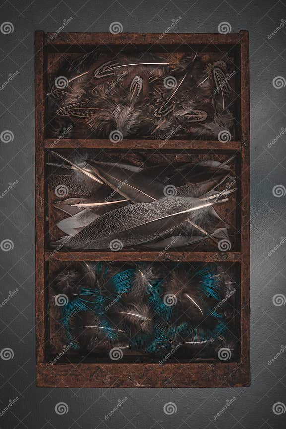 Different Types of Feathers in Wooden Box Stock Photo - Image of cover ...