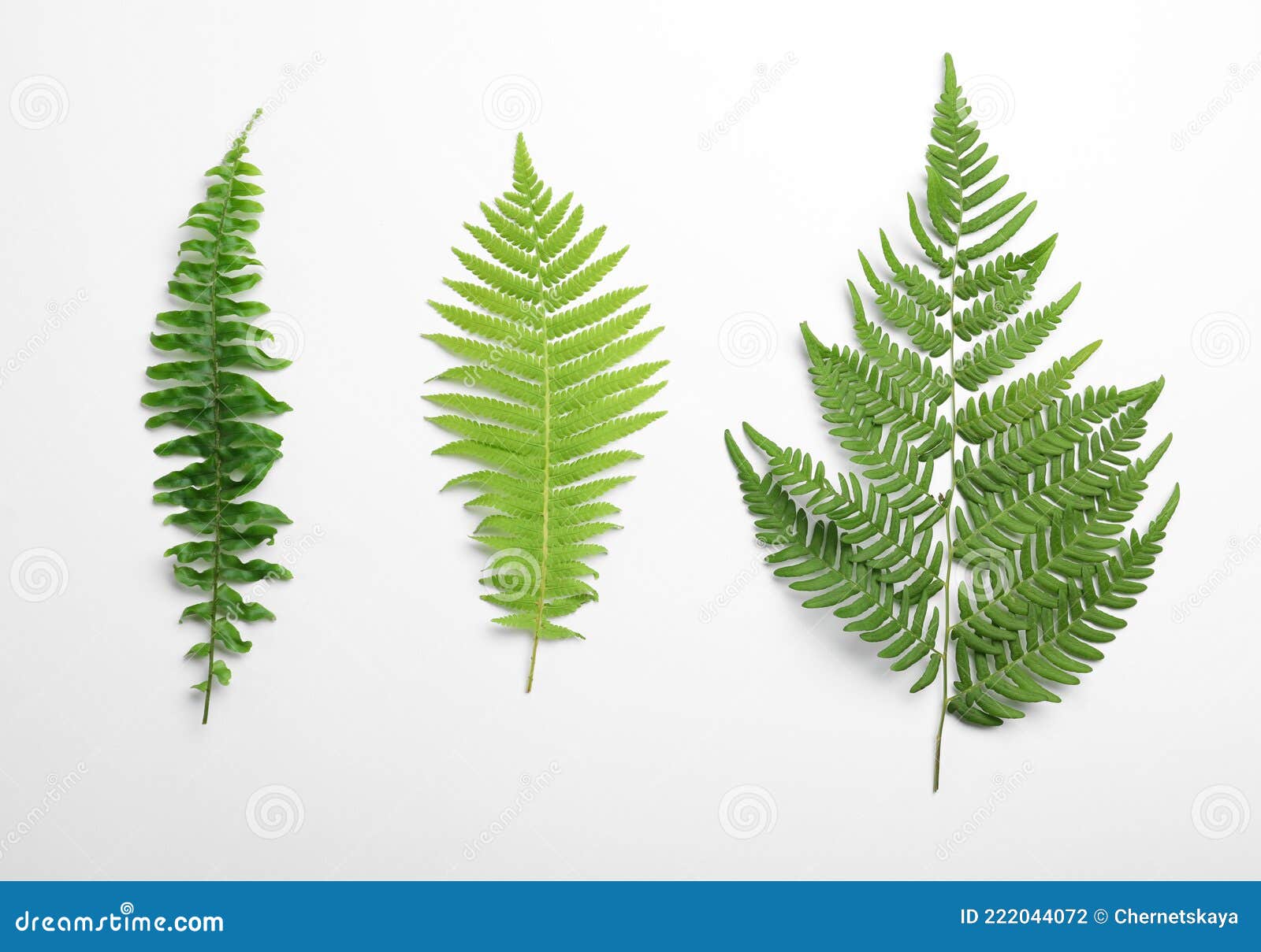 Different Types of Fern Leaves on White Background, Top View Stock ...