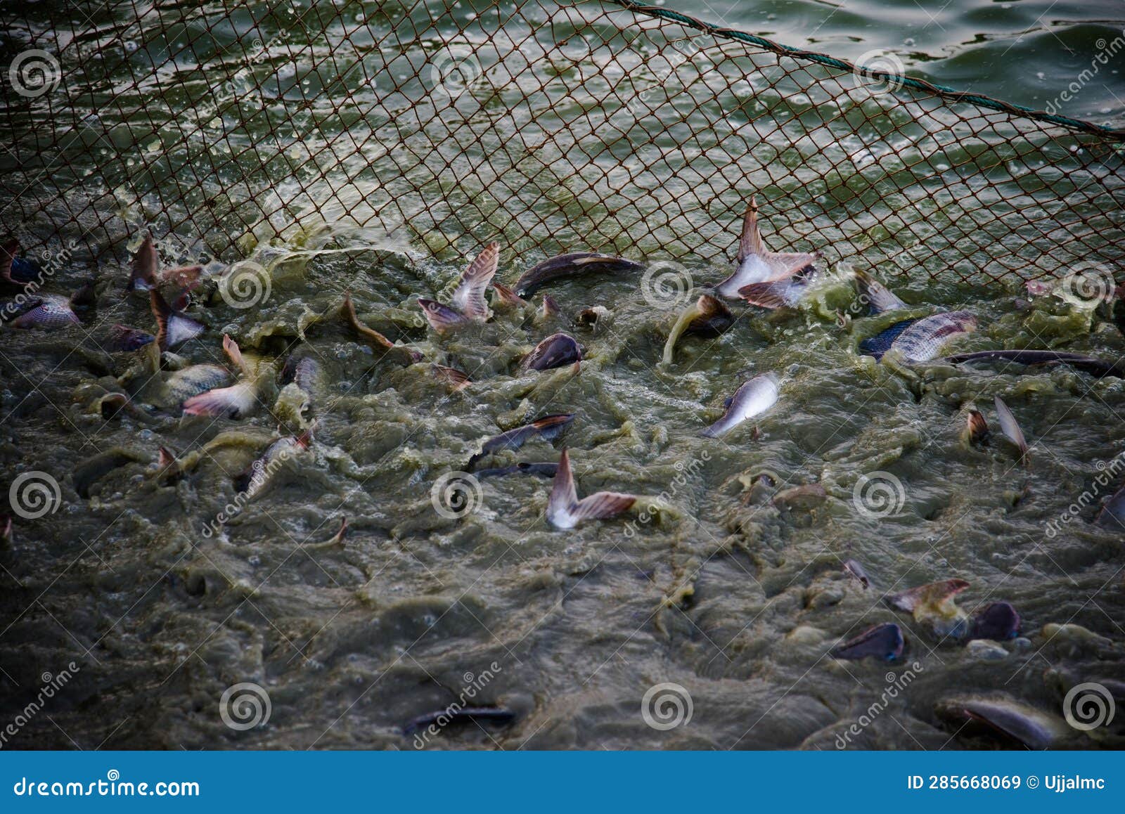 Different Types of Fish Inside of Net Stock Image - Image of organism ...