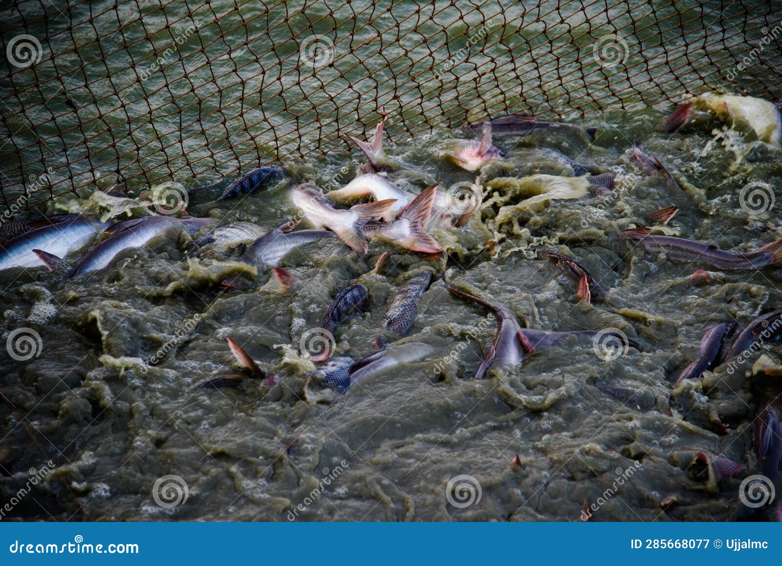 Different Types of Fish Inside of Net Stock Image - Image of seafood ...