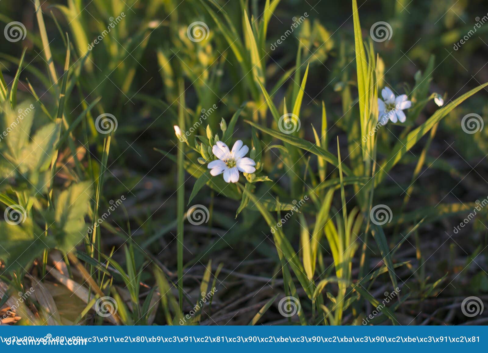 Different Types of Flowers, Field, Forest and Park. Stock Image - Image ...