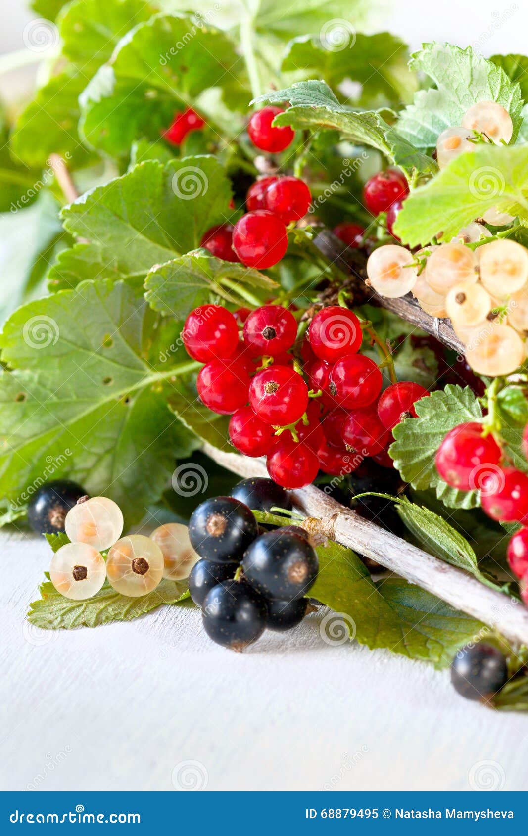Different Types of Fresh Currants Stock Image - Image of currant, close ...