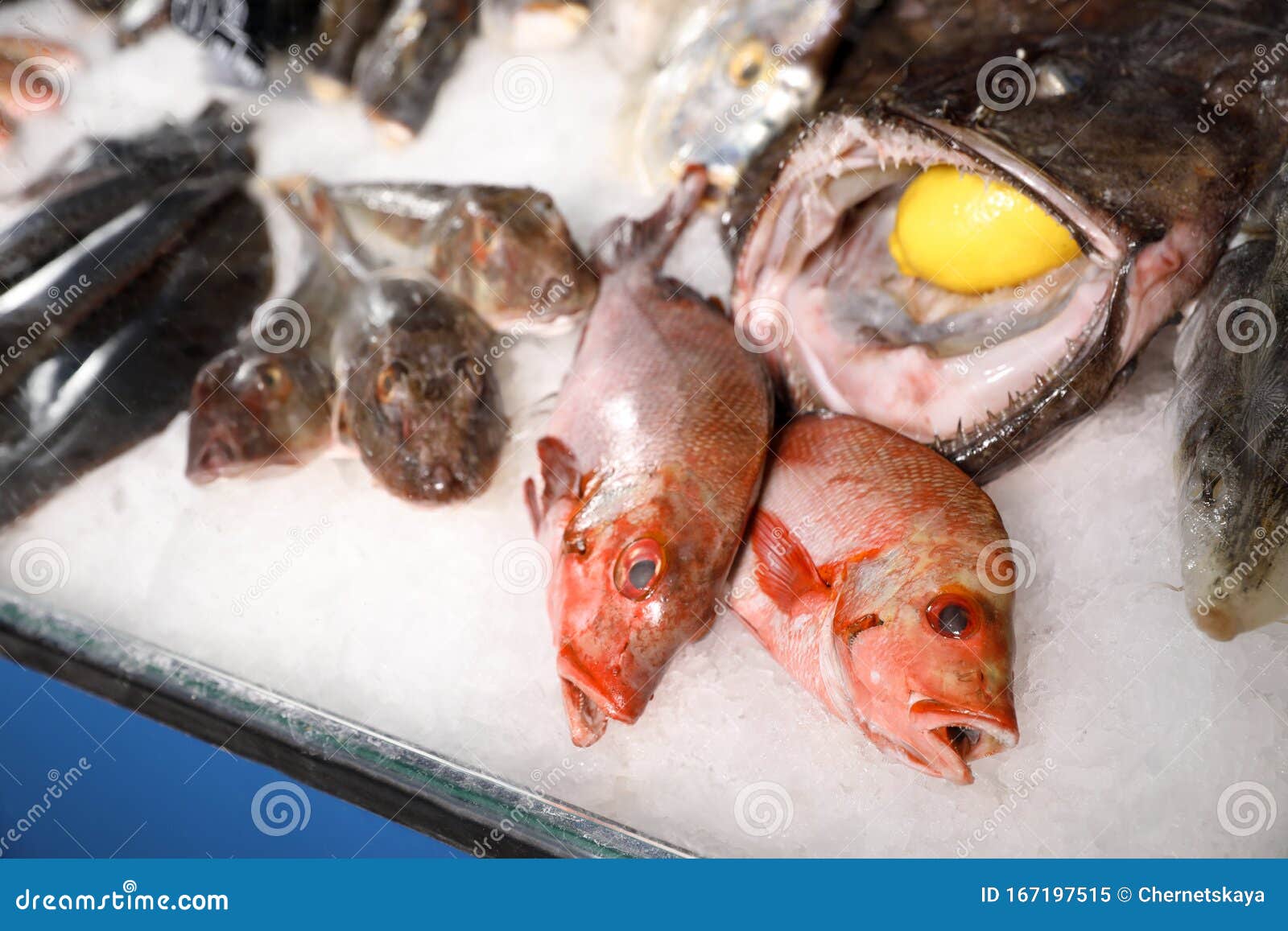 Different Types of Fresh Fish on Ice Stock Image - Image of seafood ...