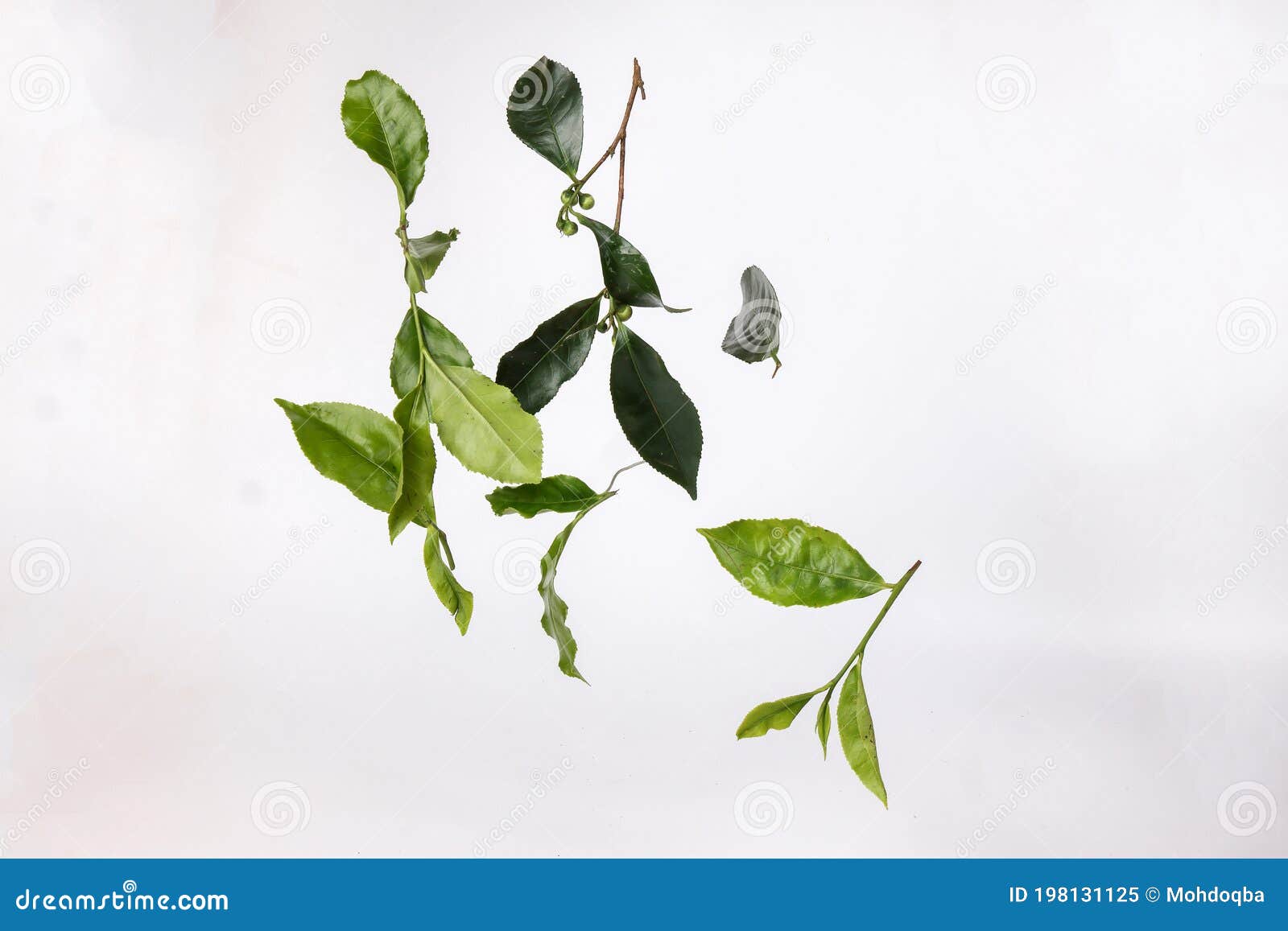 Different Types of Fresh Raw Green Tea Leaf Stock Image - Image of herb ...