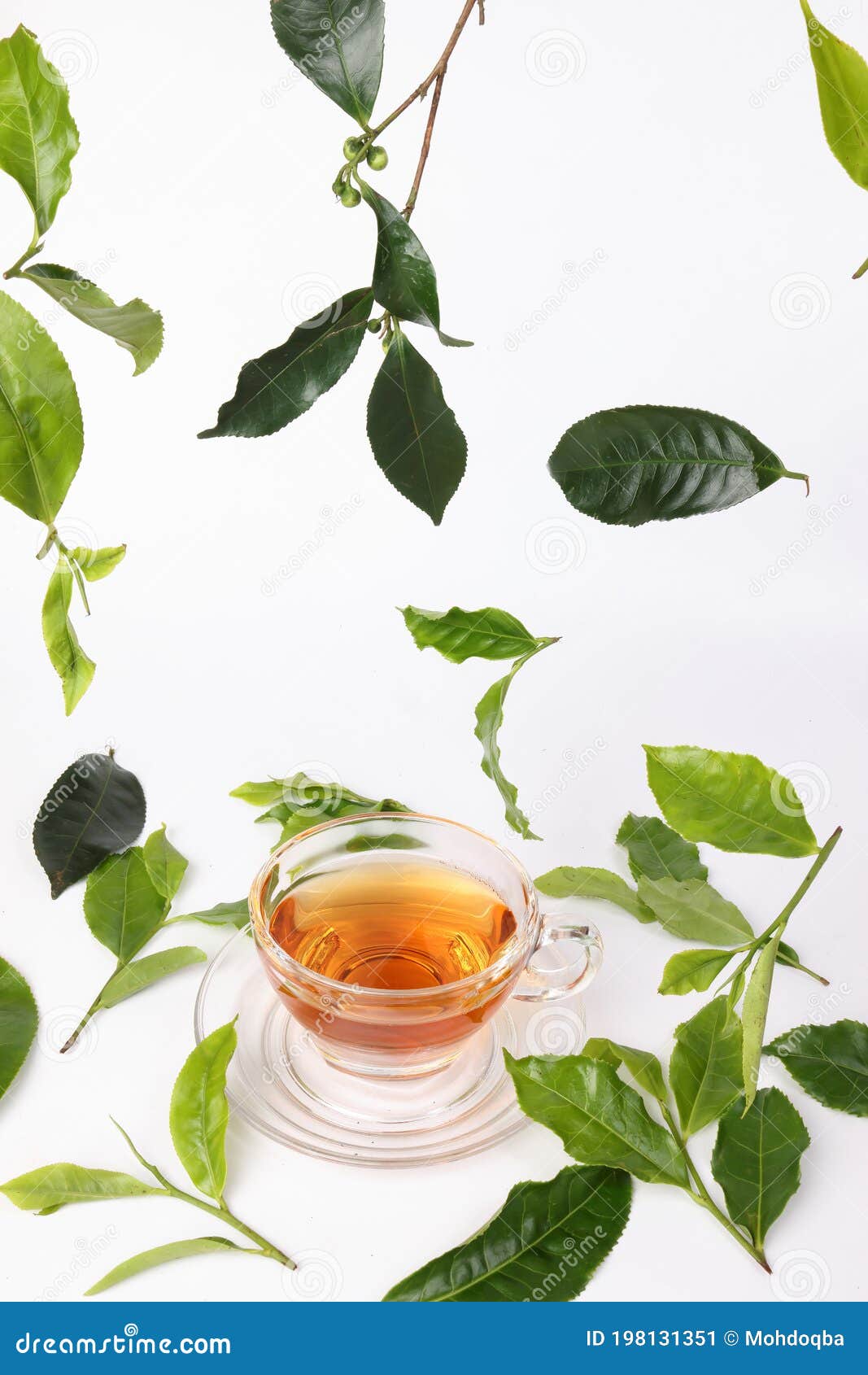 Different Types of Fresh Raw Green Tea Leaf Stock Image - Image of ...