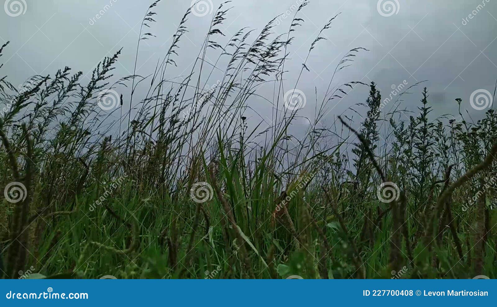 Different Types of Grass Move from the Wind in the Field Against the ...