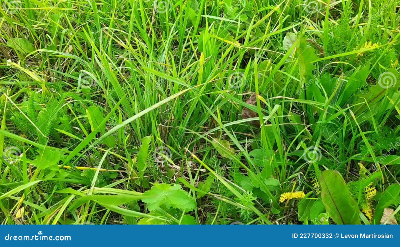 Different Types of Grass Moves from the Wind in the Field in the Summer ...