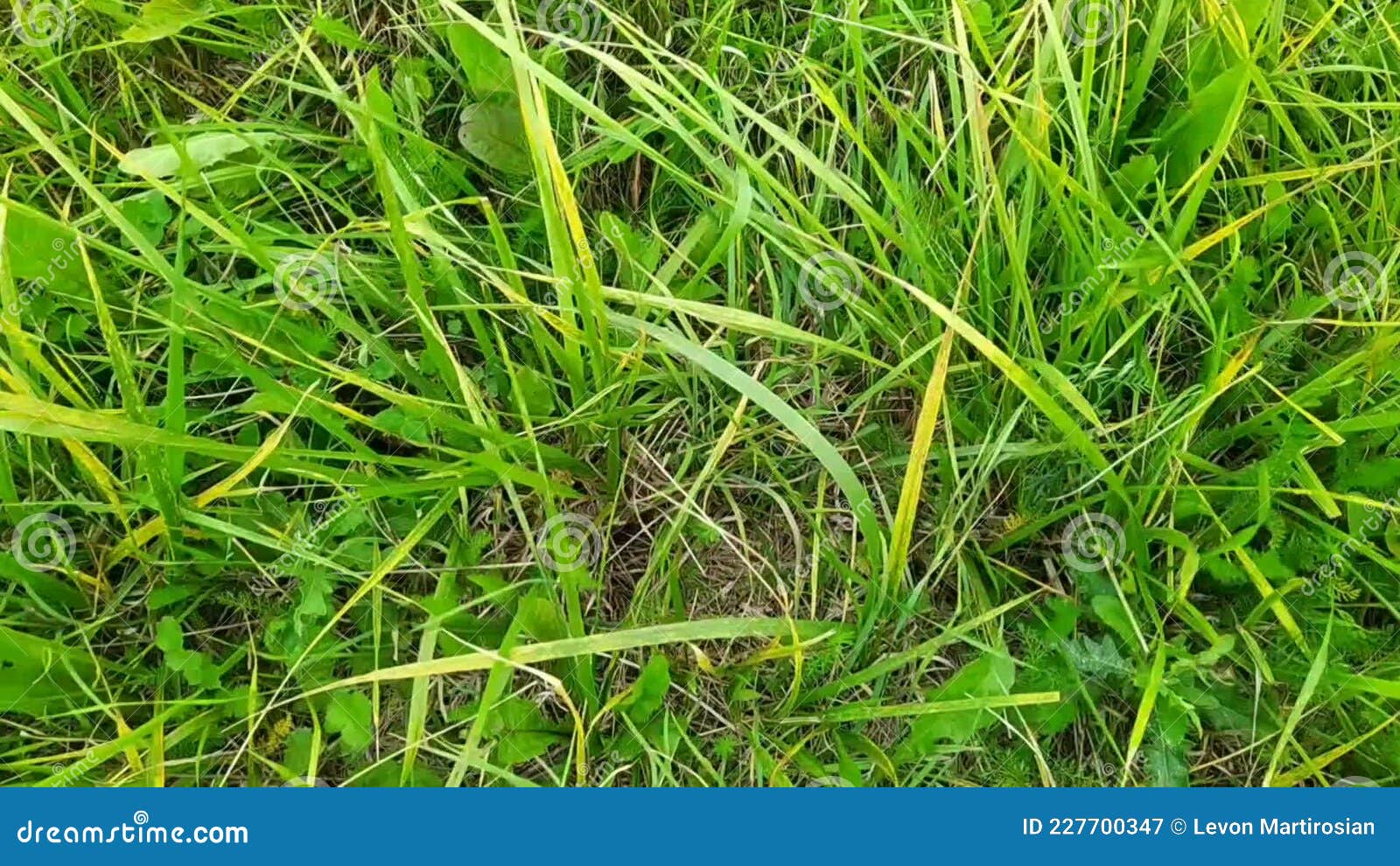 Different Types of Grass Moves from the Wind in the Field in the Summer ...