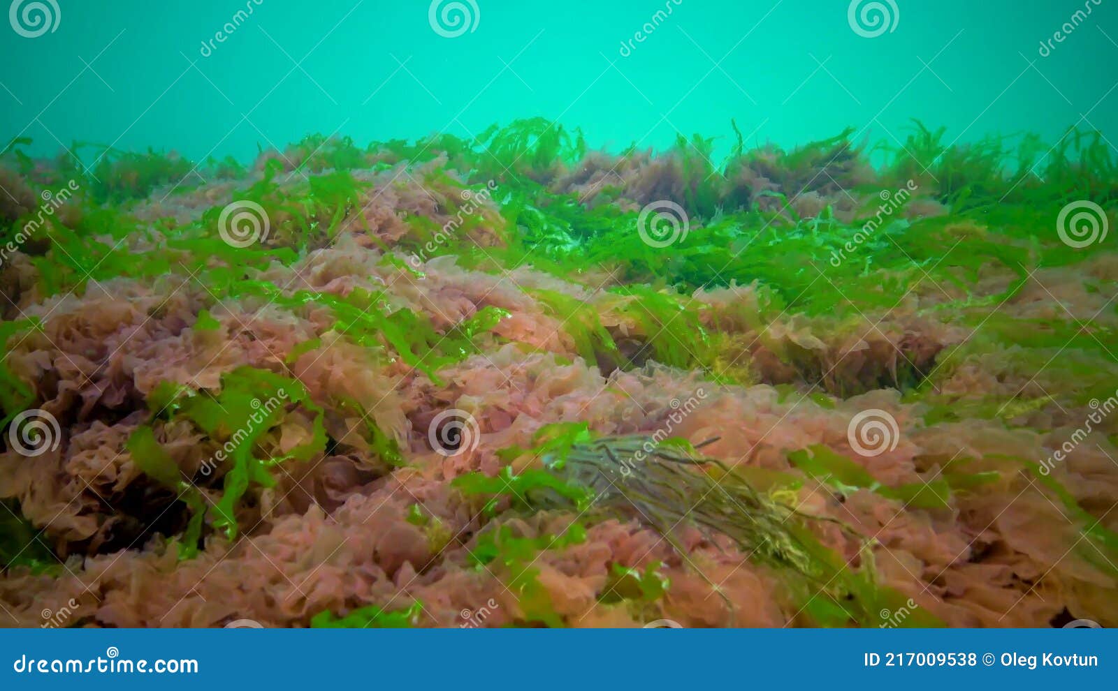Different Types of Green, Brown and Red Algae on Stones in the Black ...