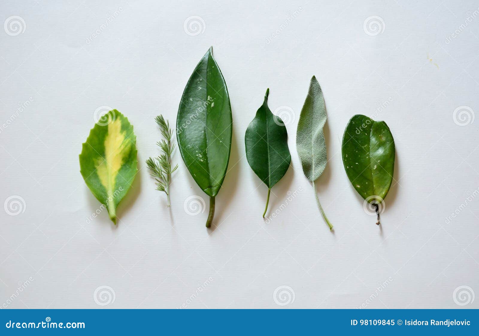 Different Types of Green Leafs Stock Image - Image of flora, leafs ...
