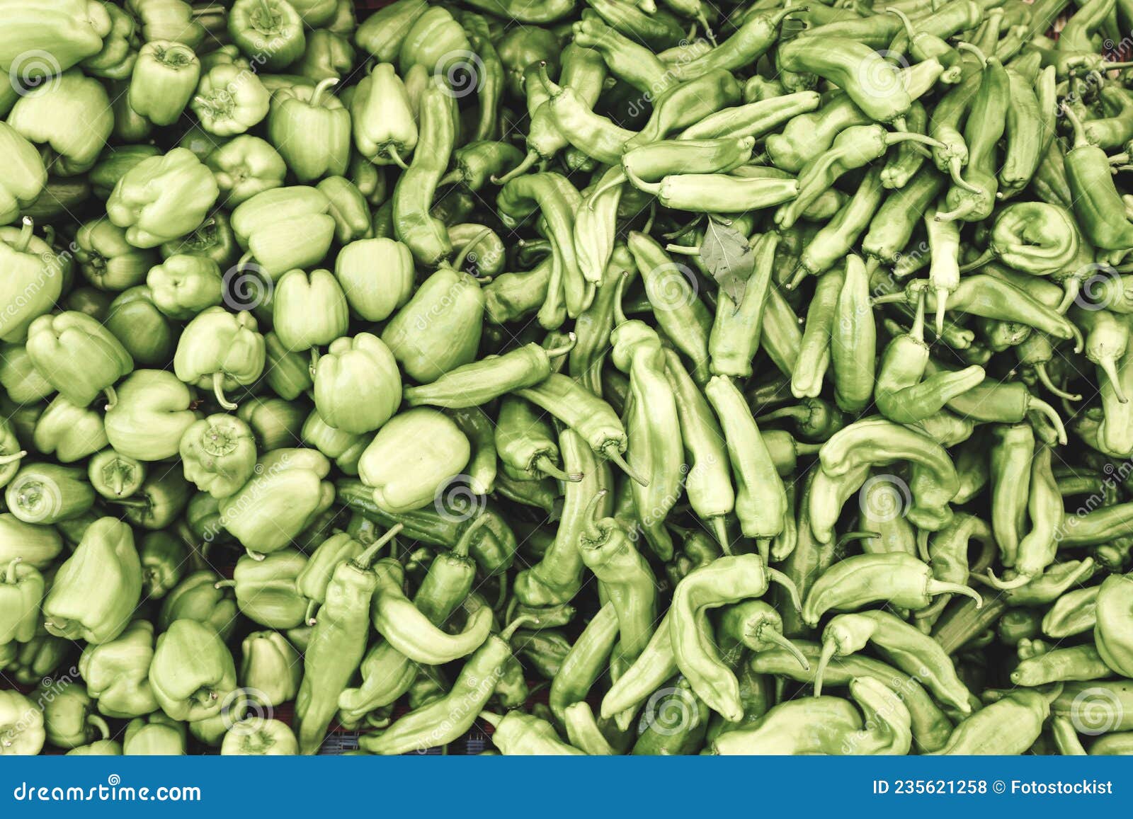 Different Types of Green Peppers on a Stand Stock Photo - Image of ...