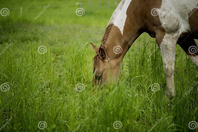 Different Types of Horse Grazing Stock Photo - Image of farm, nature ...