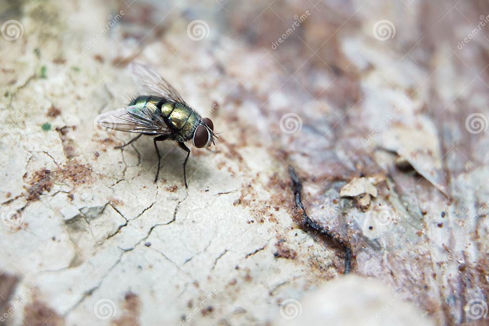 Different Types of Insects that is Active after the Rain. Stock Photo ...