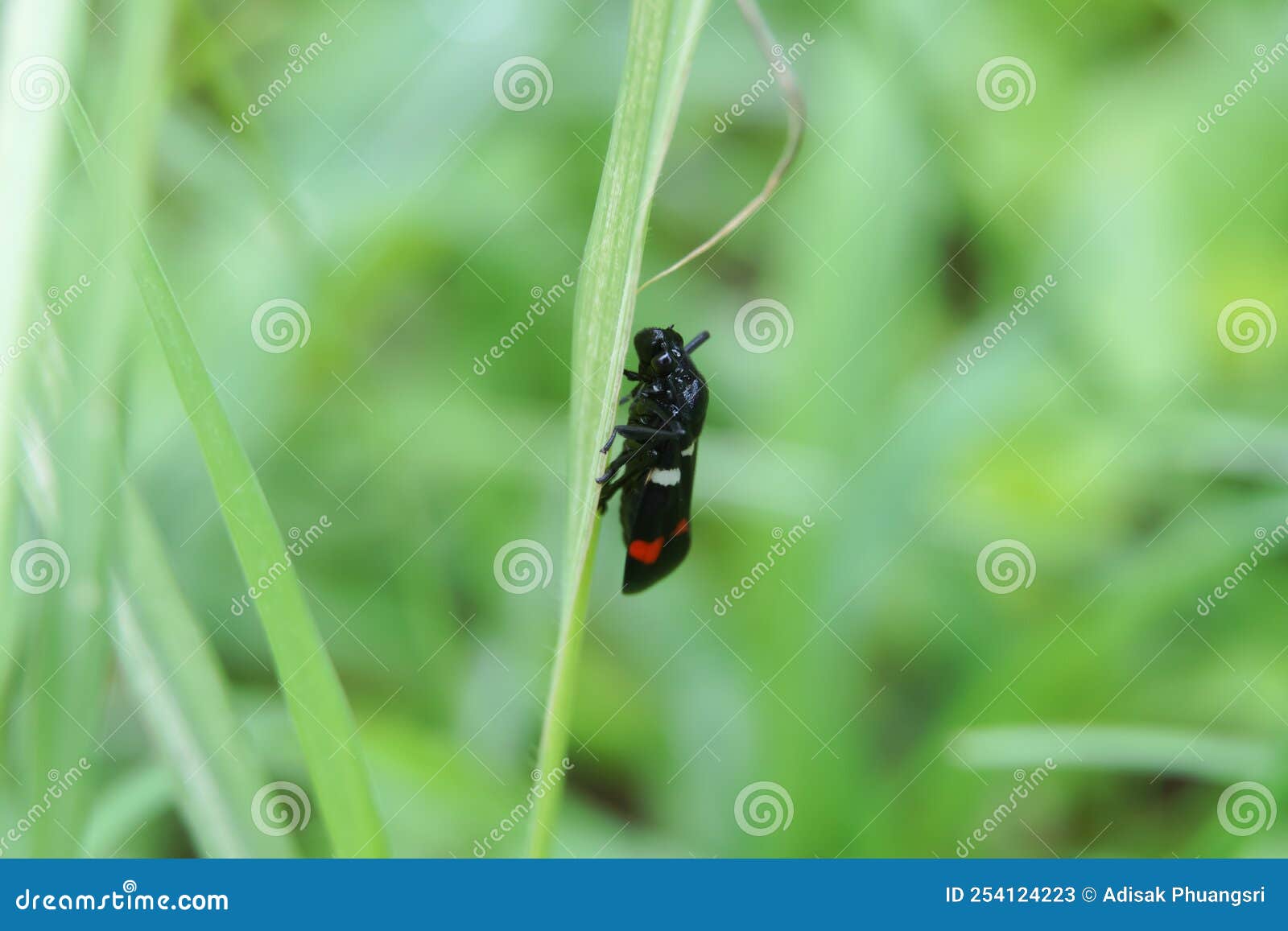 Different Types of Insects that is Active after the Rain. Stock Image ...