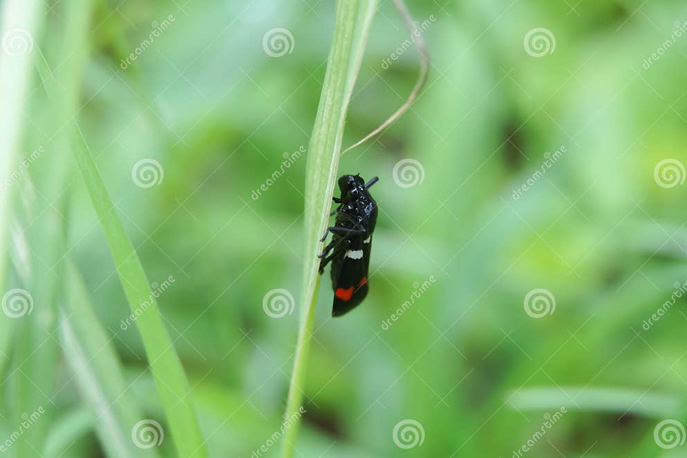 Different Types of Insects that is Active after the Rain. Stock Image ...