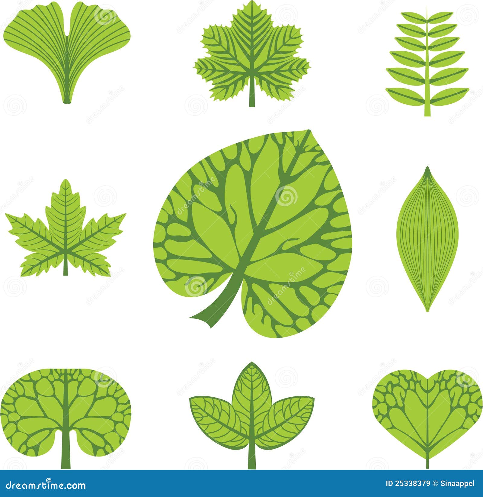 Different types of leaves stock vector. Illustration of leafage - 25338379 Different types of leaves stock vector. Illustration of leafage - 25338379