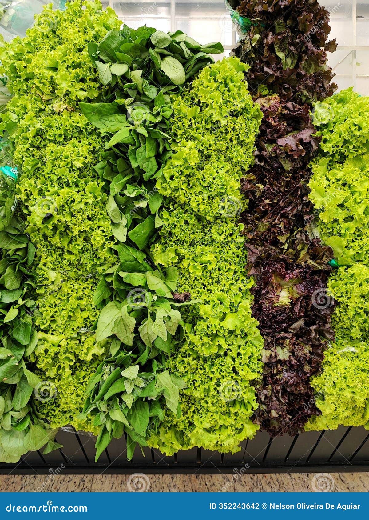 Lettuce of different types stock photo. Image of herb - 352243642