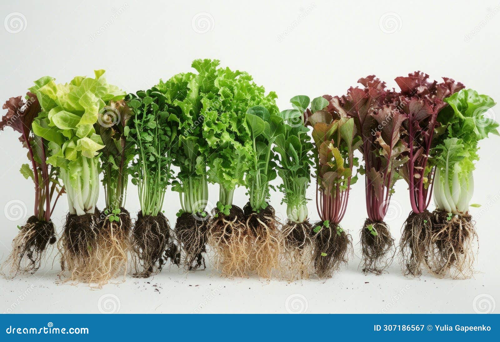 Different Types of Lettuce with Lots of Roots and Leaves Stock Image ...