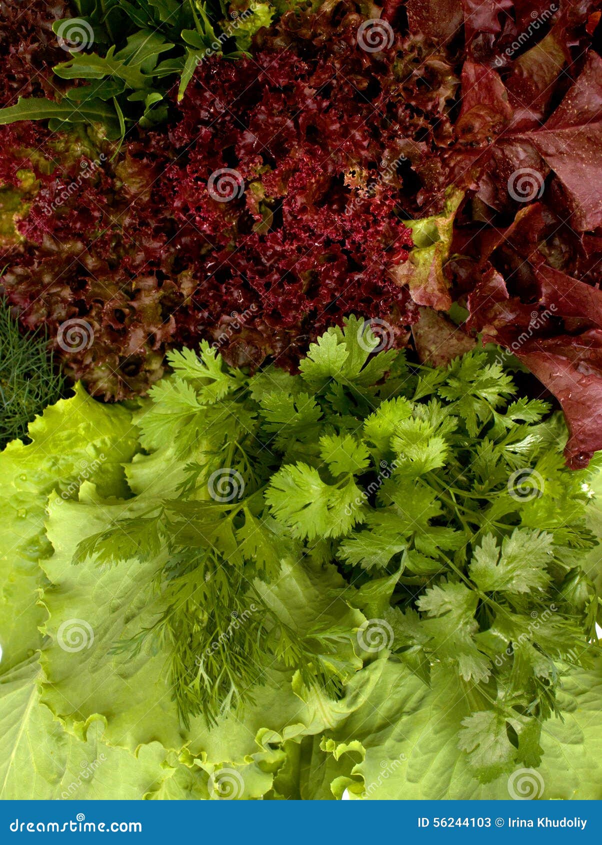 Types Cilantro Plant Stock Photos - Free & Royalty-Free Stock Photos ...