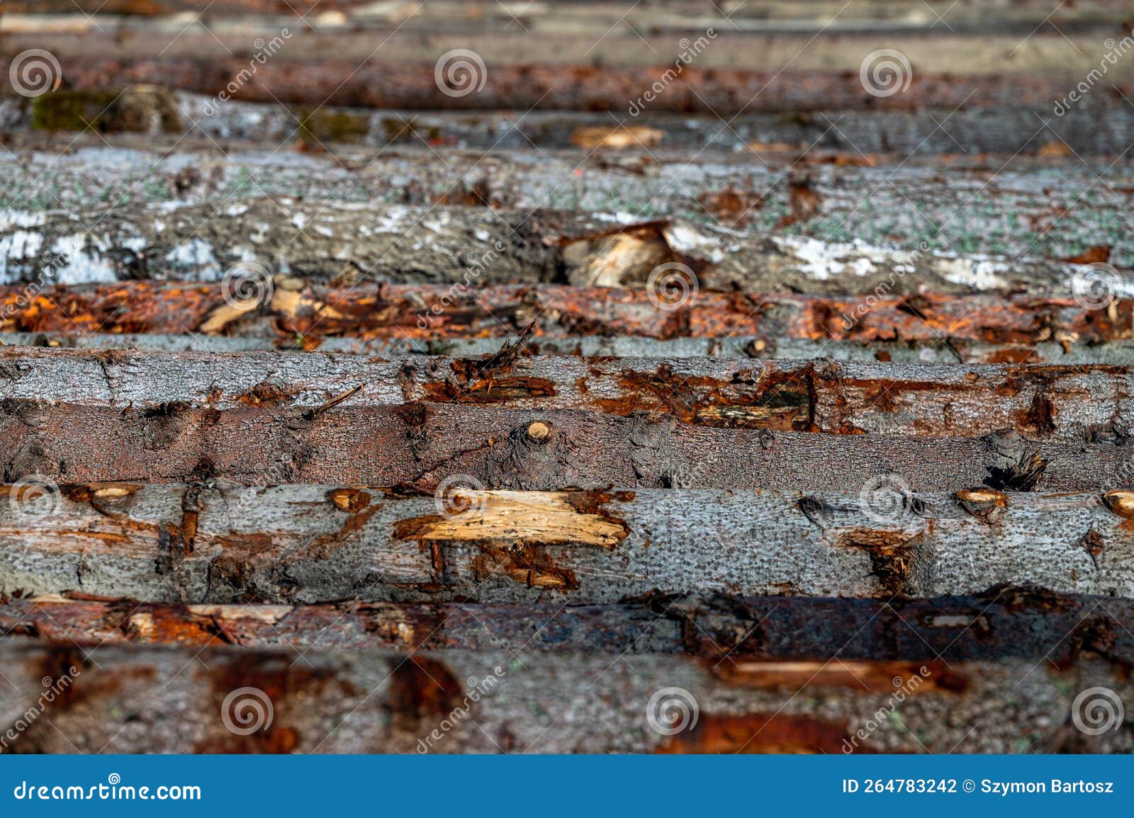 Different Types of Logs in a Timber Yard Stock Photo - Image of ...
