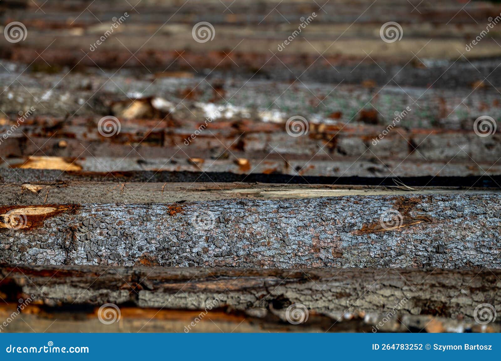 Different Types of Logs in a Timber Yard Stock Photo - Image of circle ...