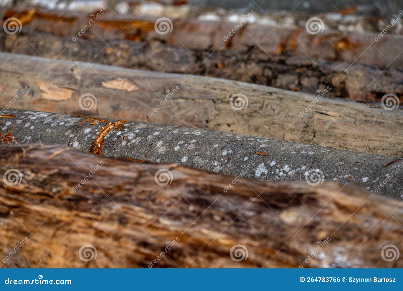Different Types of Logs in a Timber Yard Stock Photo - Image of logs ...