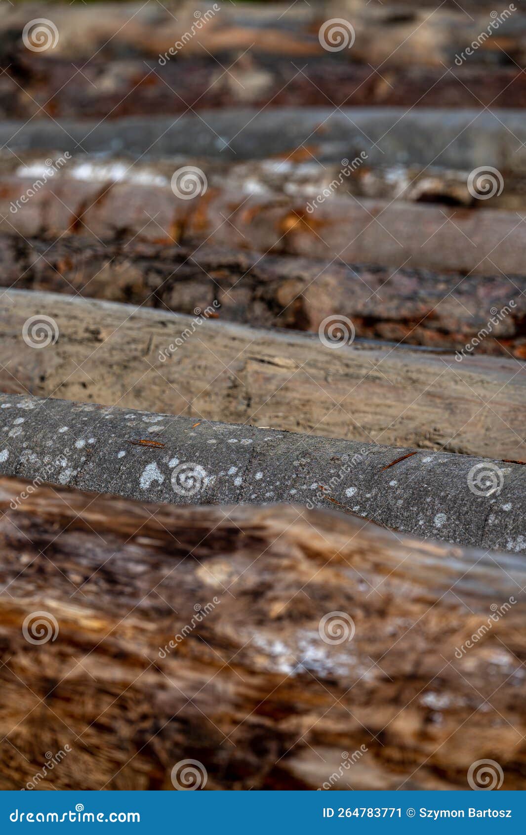 Different Types of Logs in a Timber Yard Stock Image - Image of logs ...