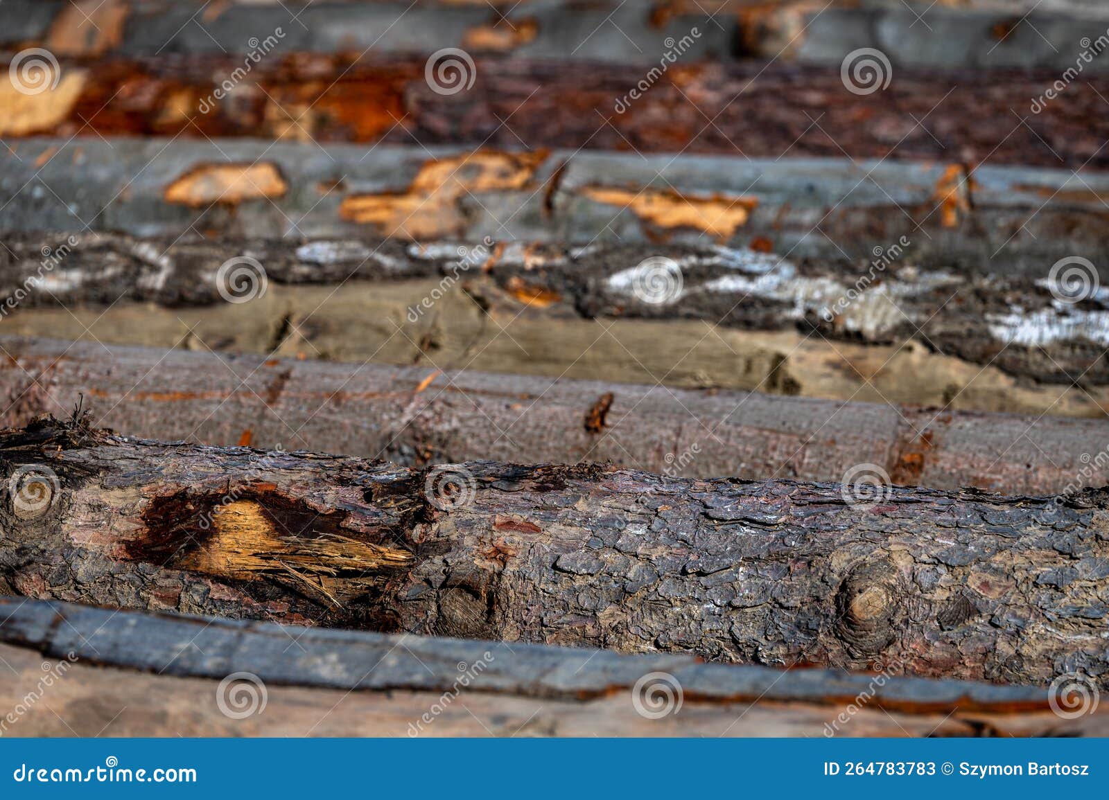 Different Types of Logs in a Timber Yard Stock Image - Image of lumber ...