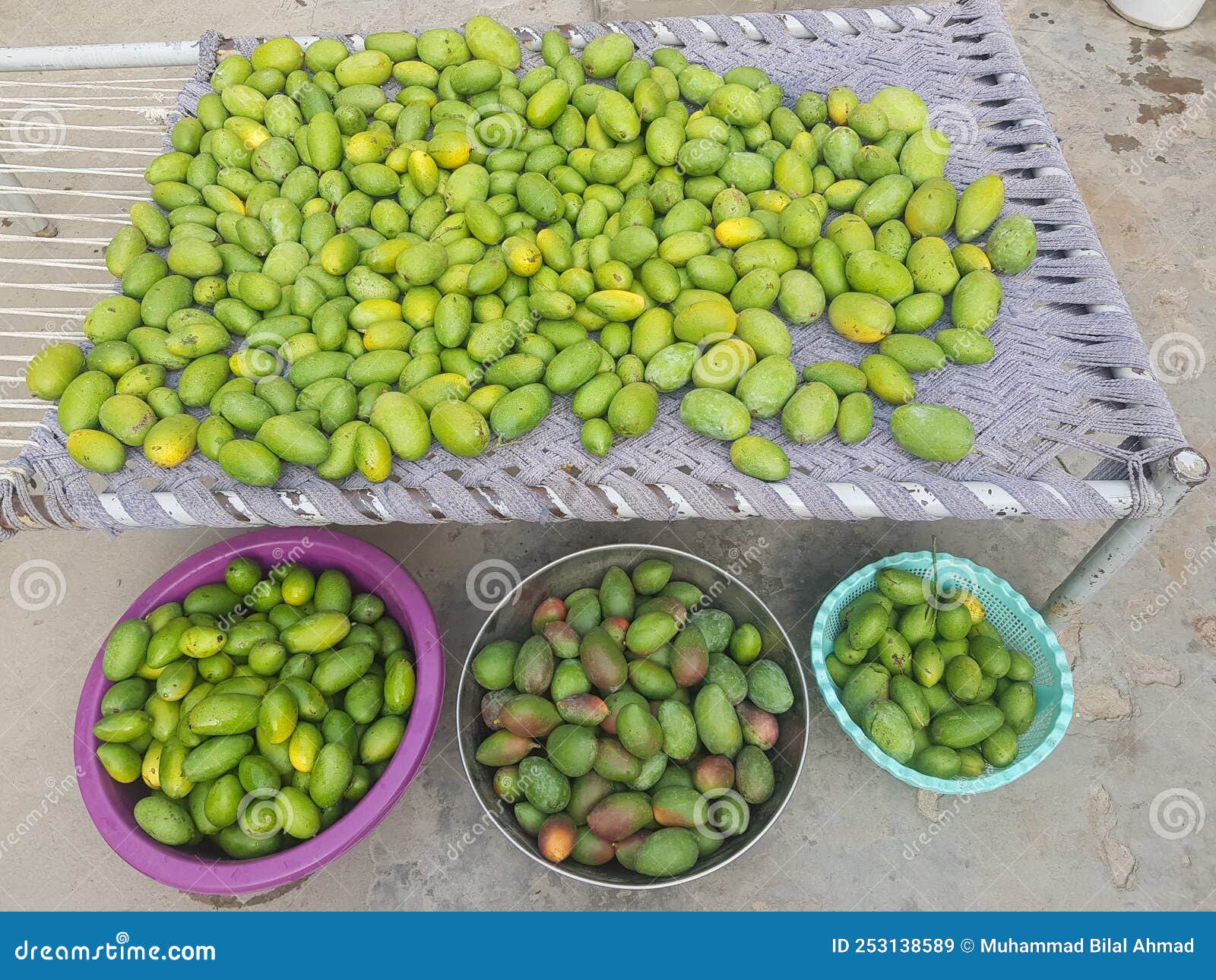 Different types of mangos stock image. Image of shrub - 253138589