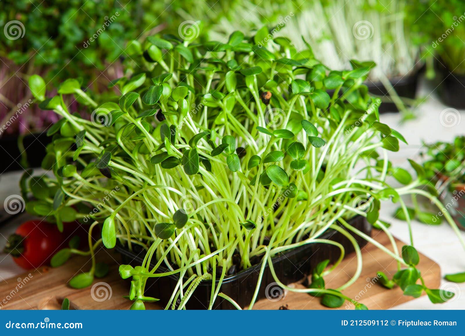 Different Types of Micro Green Dill Sprouts. Growing Seed Germination ...