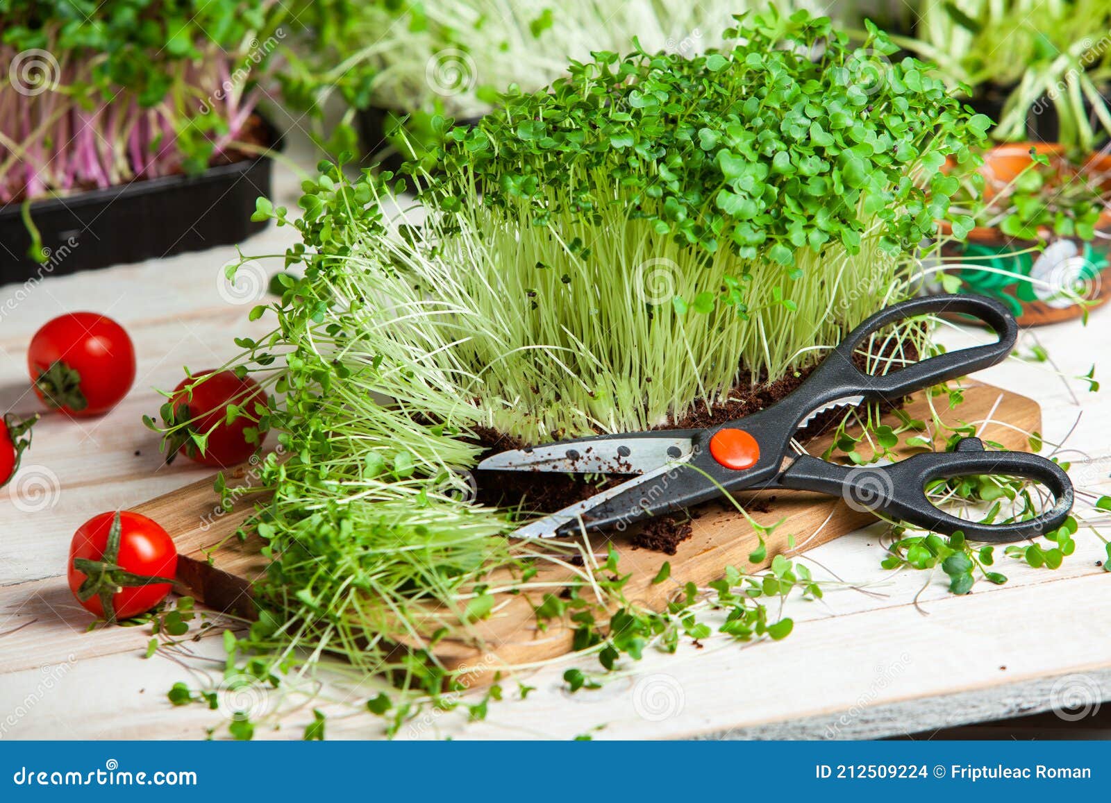 Different Types of Micro Green Dill Sprouts. Growing Seed Germination ...
