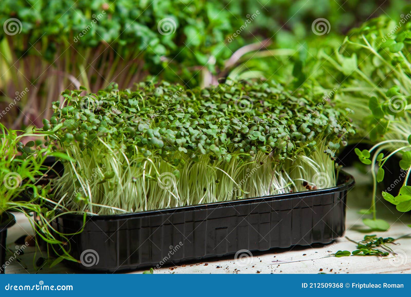 Different Types of Micro Green Dill Sprouts. Growing Seed Germination ...
