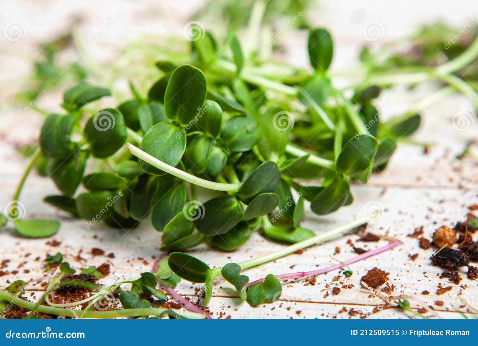 Different Types of Micro Green Dill Sprouts. Growing Seed Germination ...
