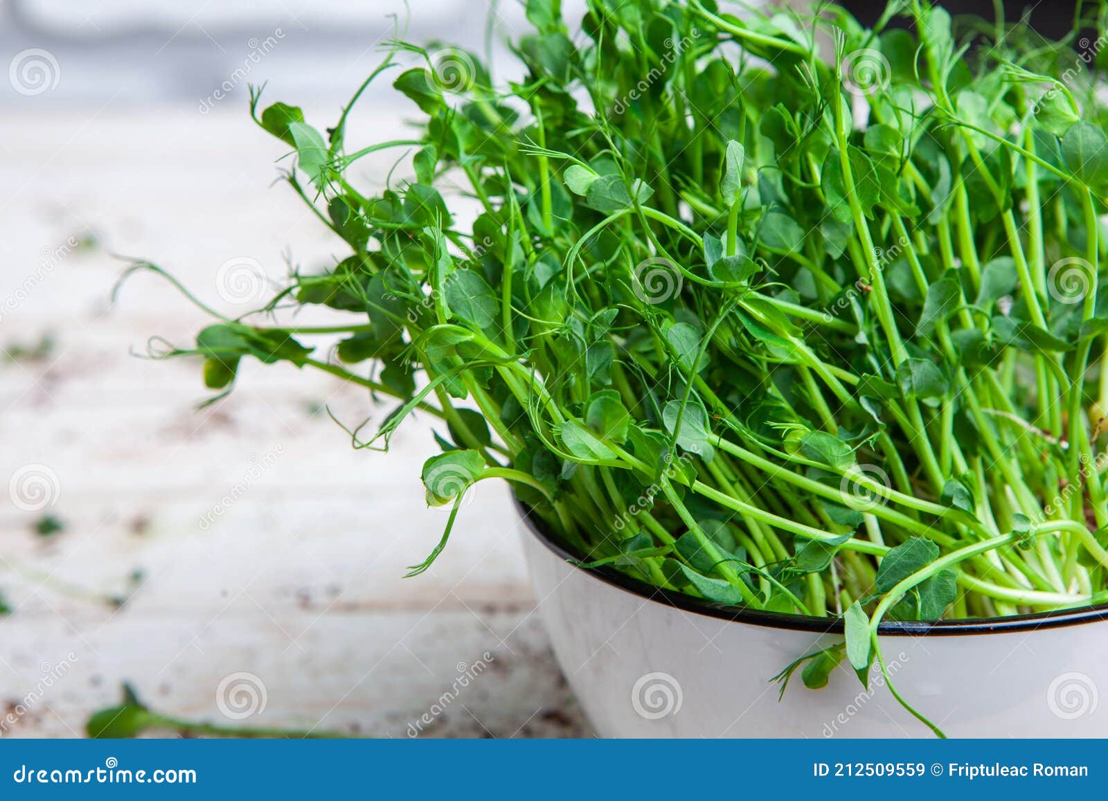 Different Types of Micro Green Dill Sprouts. Growing Seed Germination ...