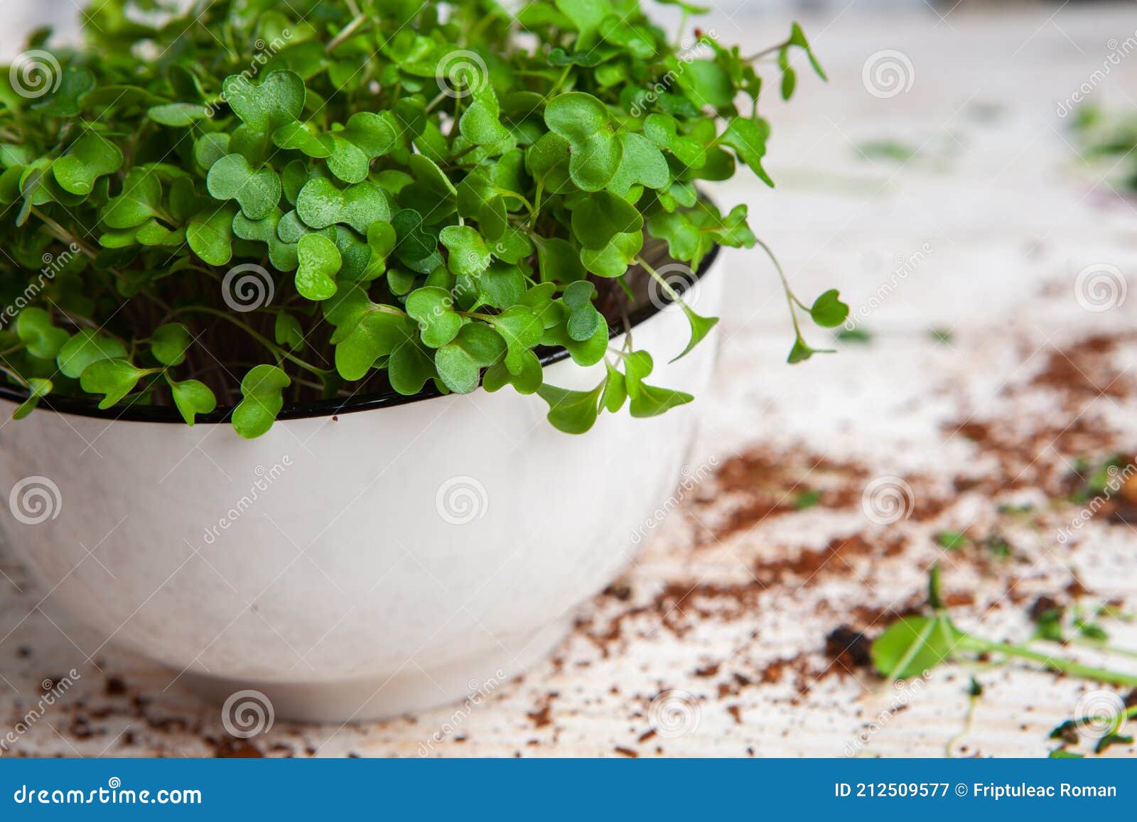 Different Types of Micro Green Dill Sprouts. Growing Seed Germination ...