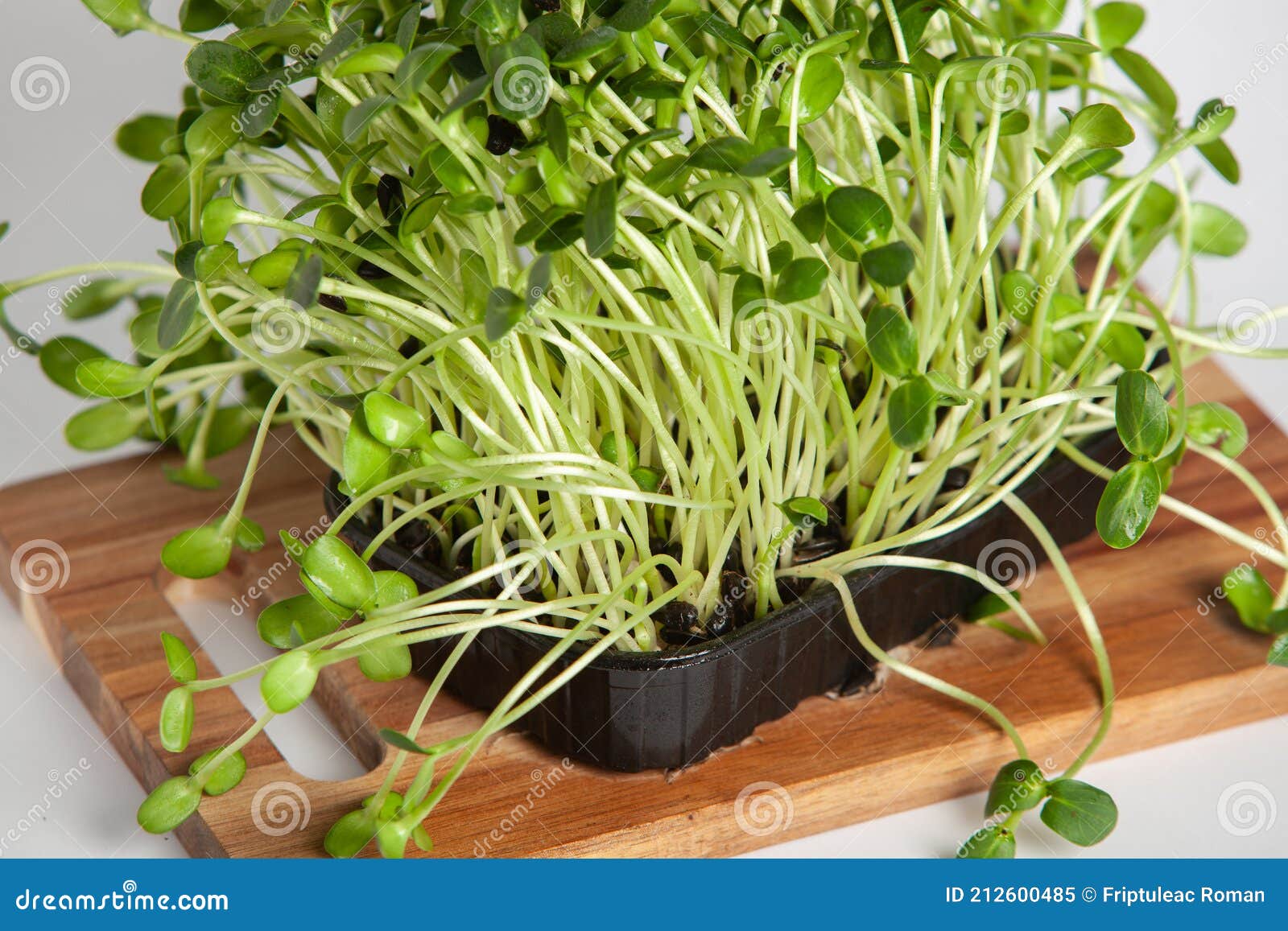 Different Types of Micro Green Dill Sprouts. Growing Seed Germination ...