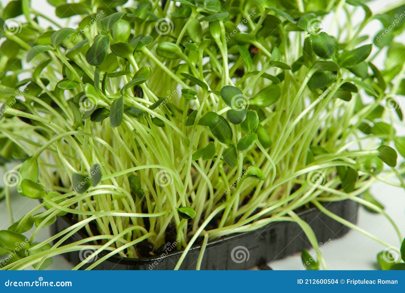 Different Types of Micro Green Dill Sprouts. Growing Seed Germination ...