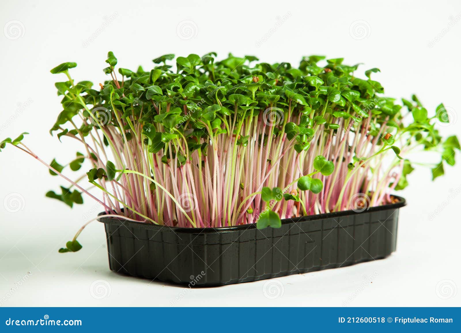 Different Types of Micro Green Dill Sprouts. Growing Seed Germination ...