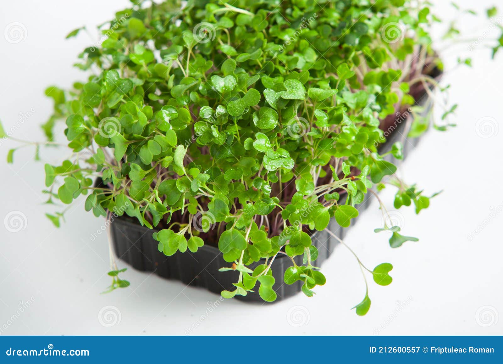 Different Types of Micro Green Dill Sprouts. Growing Seed Germination ...