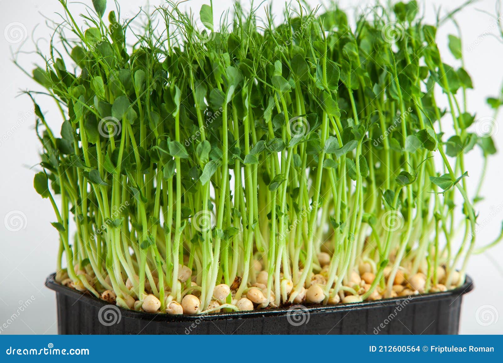 Different Types of Micro Green Dill Sprouts. Growing Seed Germination ...