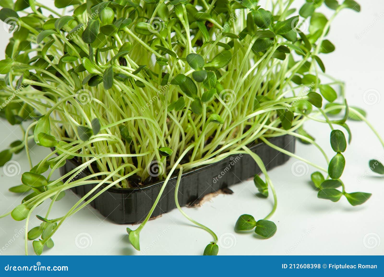 Different Types of Micro Green Dill Sprouts. Growing Seed Germination ...
