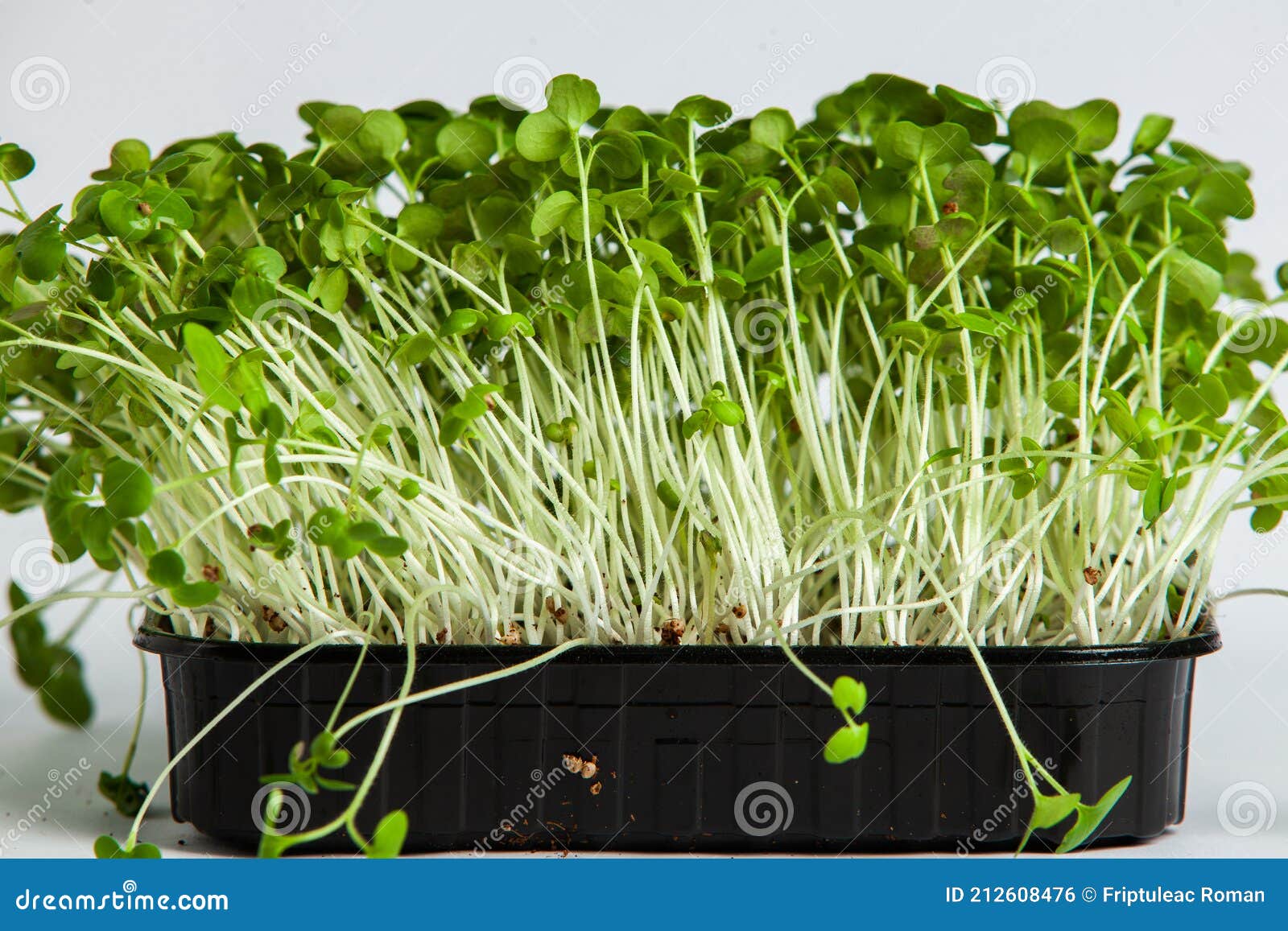 Different Types of Micro Green Dill Sprouts. Growing Seed Germination ...