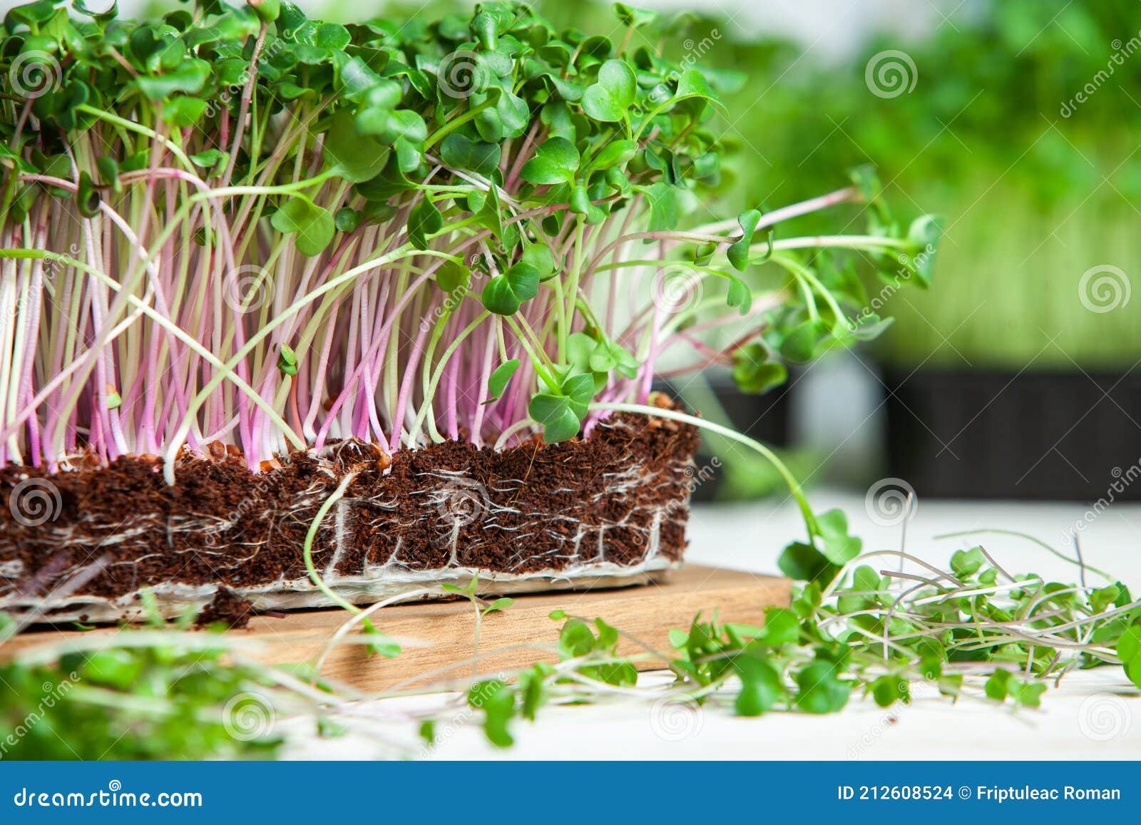 Different Types of Micro Green Dill Sprouts. Growing Seed Germination ...