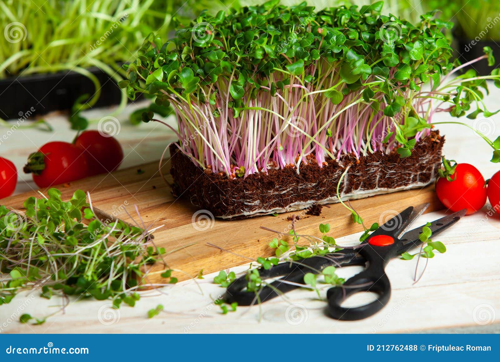 Different Types of Micro Green Dill Sprouts. Growing Seed Germination ...
