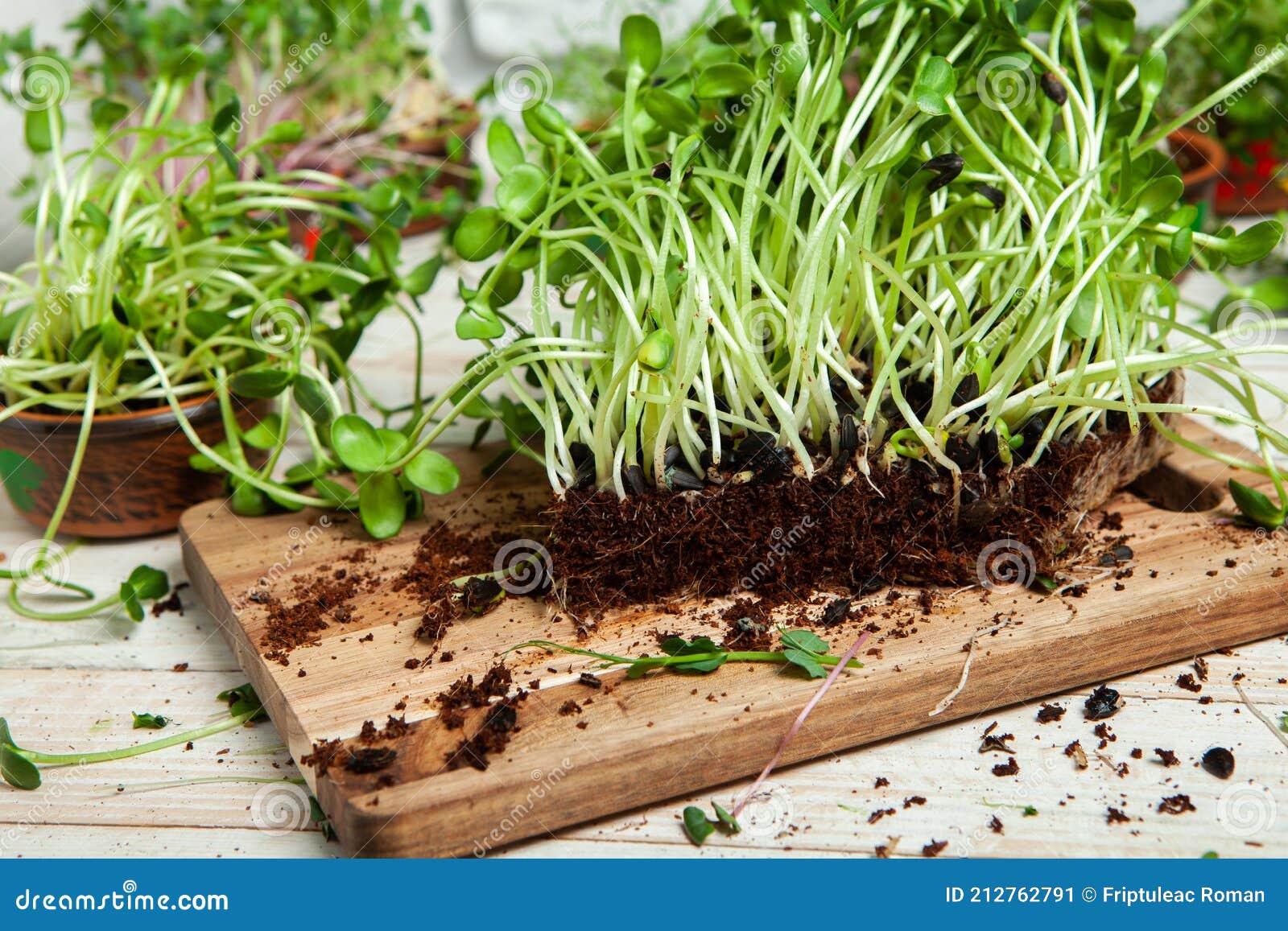 Different Types of Micro Green Dill Sprouts. Growing Seed Germination ...