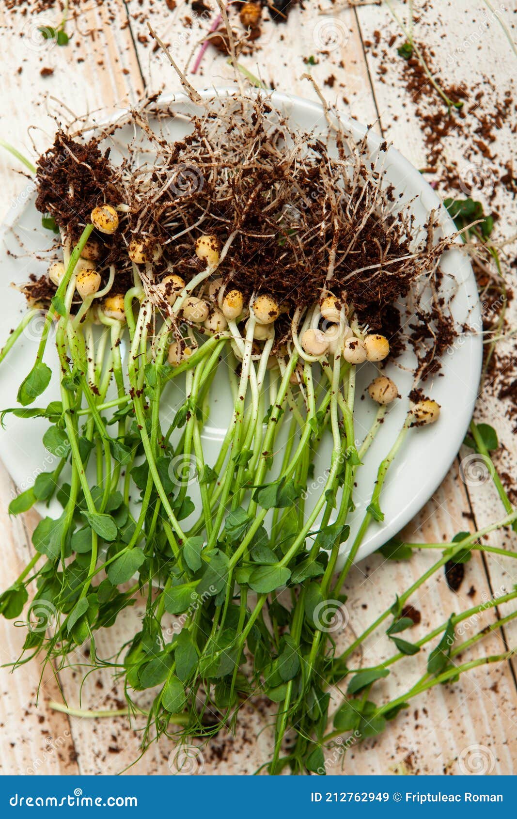 Different Types of Micro Green Dill Sprouts. Growing Seed Germination ...